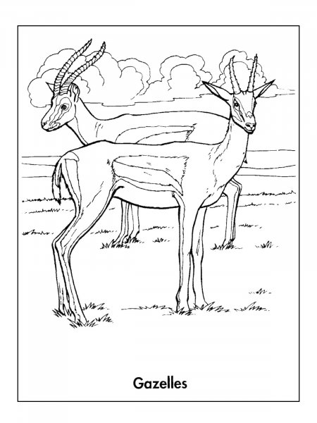 Gazelle coloring pages