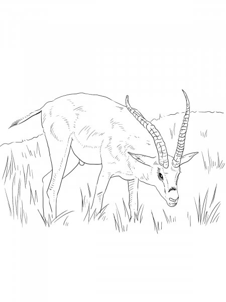 Gazelle coloring pages
