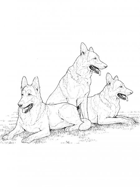 German Shepherd coloring pages