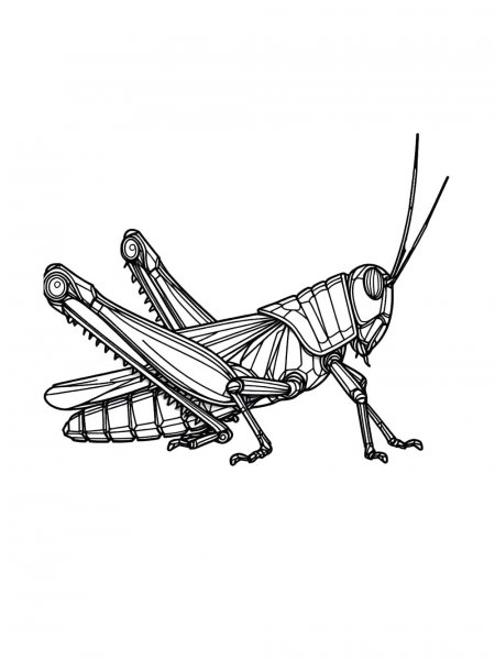 Grasshopper coloring pages