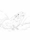 Guinea Pig coloring pages