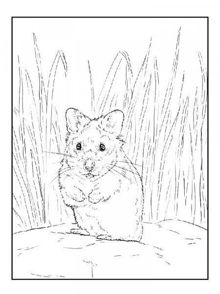 Hamster coloring pages