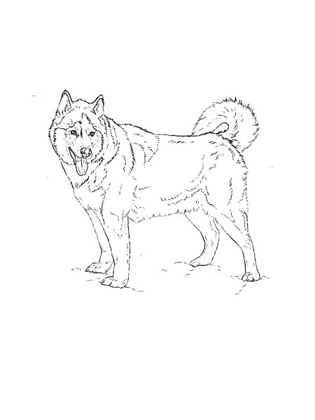 Husky coloring pages
