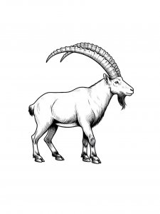 Ibex coloring pages