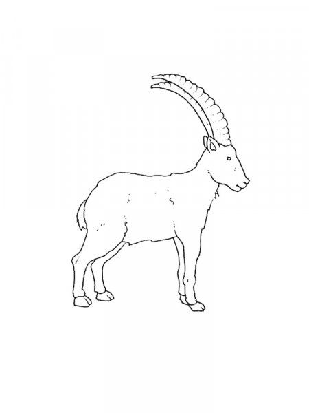 Ibex coloring pages