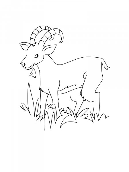 Ibex coloring pages