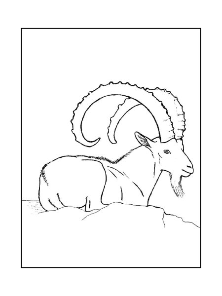 Ibex coloring pages