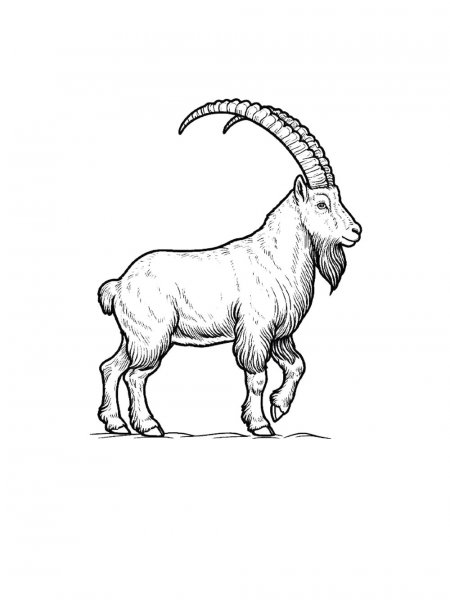 Ibex coloring pages