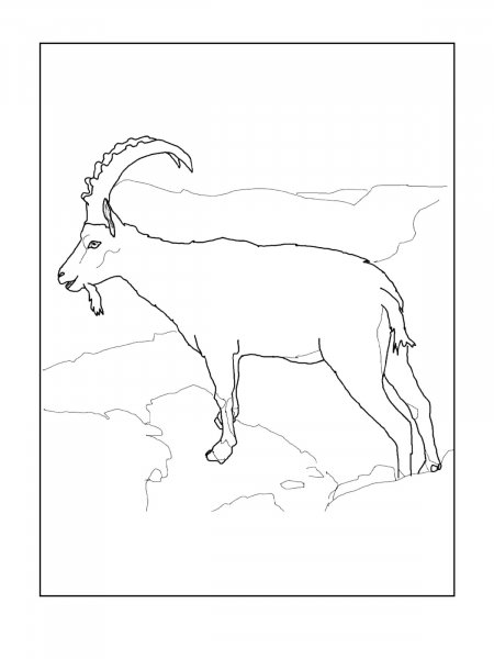 Ibex coloring pages