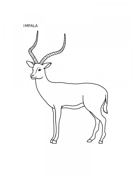 Impala coloring pages