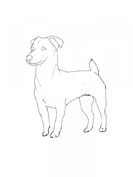 Jack Russell Terrier coloring pages