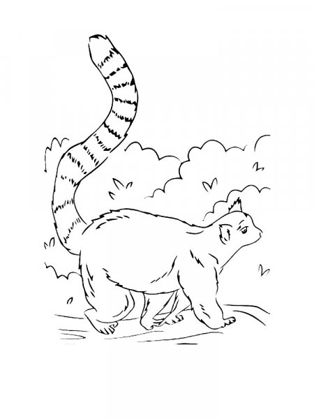 Lemur coloring pages