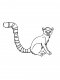 Lemur coloring pages