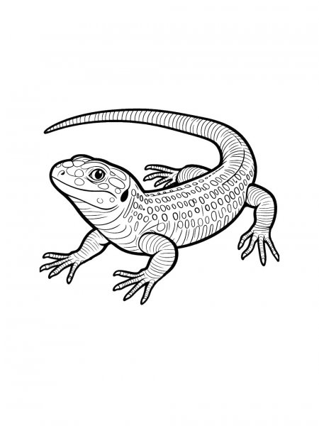 Lizard coloring pages
