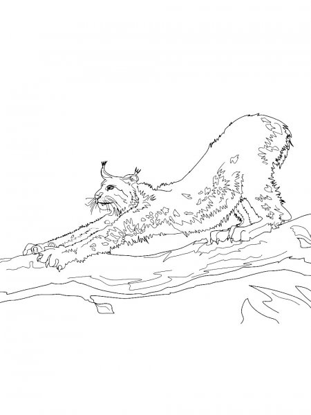 Lynx coloring pages
