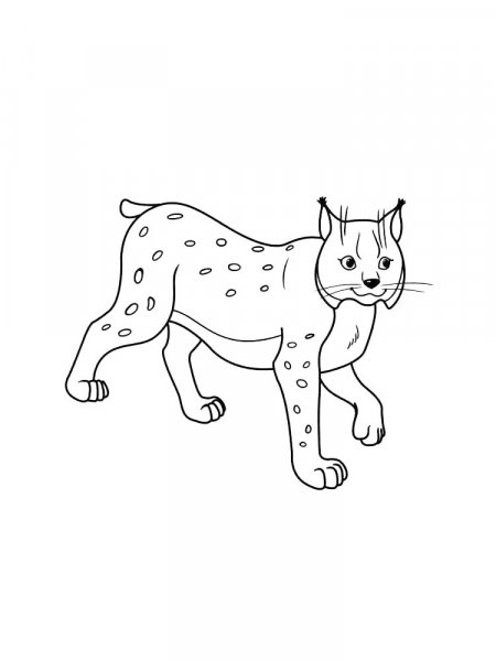 Lynx coloring pages