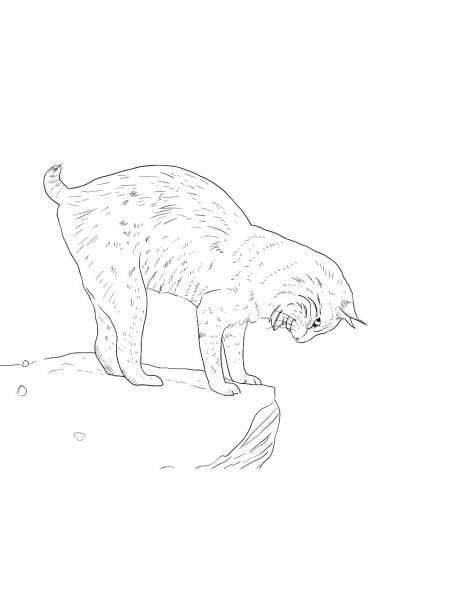 Lynx coloring pages
