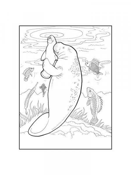 Manatee coloring pages
