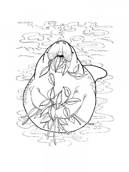 Manatee coloring pages