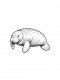 Manatee coloring pages