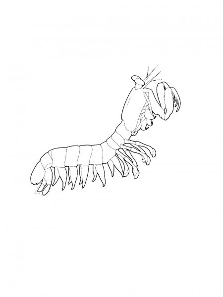 Mantis Shrimp coloring pages