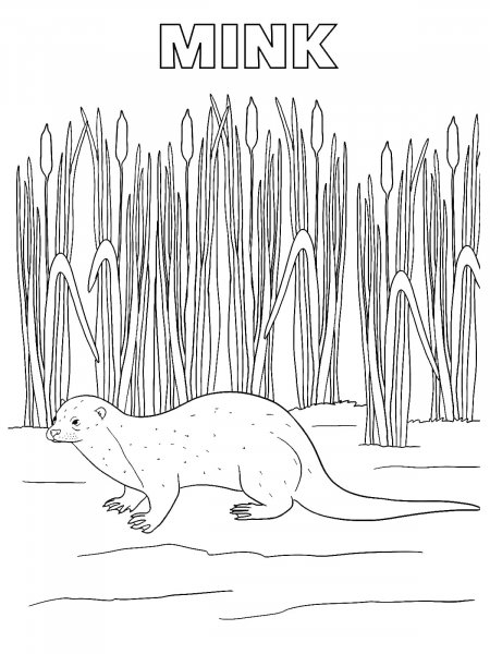 Mink coloring pages