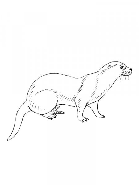 Mink coloring pages