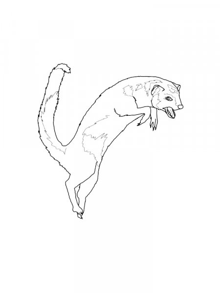Mongoose coloring pages