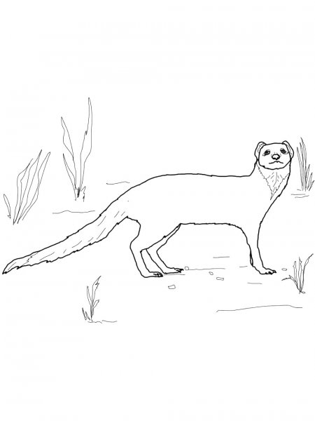 Mongoose Coloring Pages (Free Printables for Kids)