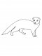 Mongoose coloring pages