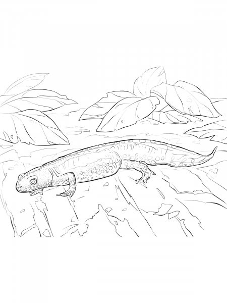 Newt coloring pages