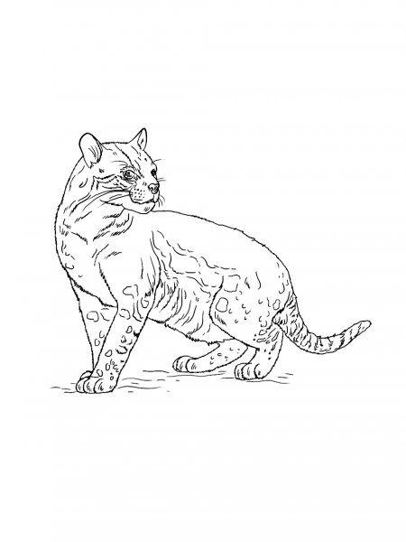 Ocelot coloring pages