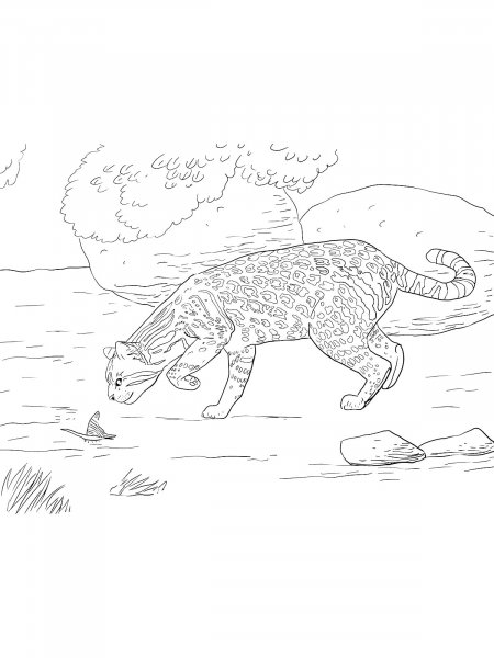 Ocelot coloring pages