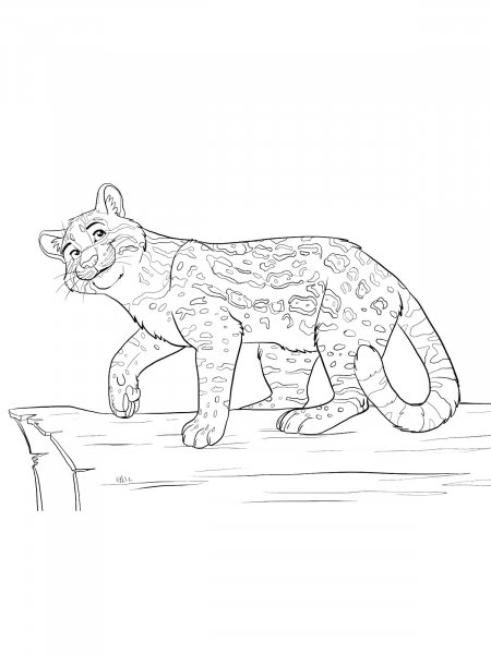 Ocelot coloring pages