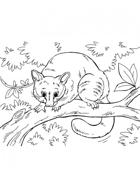 Opossum coloring pages