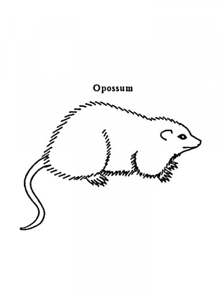 Opossum coloring pages