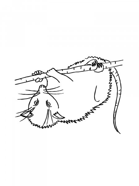 Opossum coloring pages