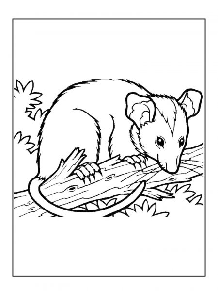 Opossum coloring pages