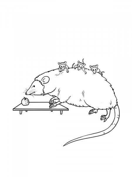 Opossum coloring pages