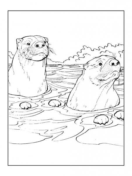 Otter coloring pages