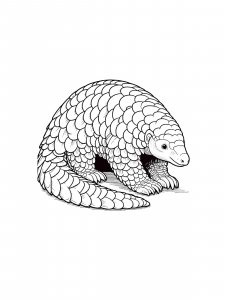 Pangolin coloring pages