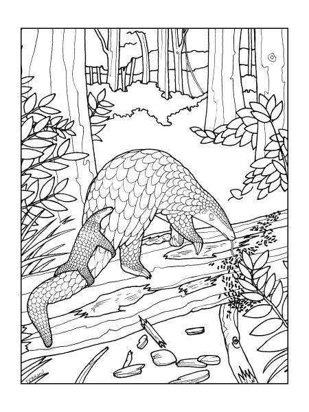 Pangolin coloring pages