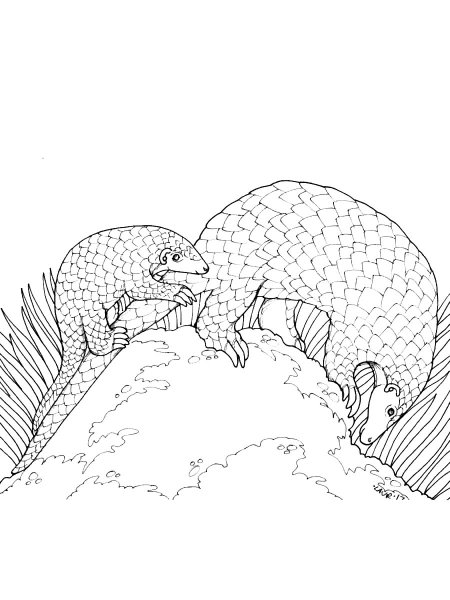 Pangolin coloring pages