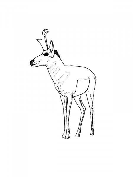 Pronghorn coloring pages