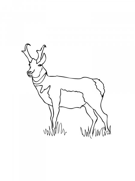 Pronghorn coloring pages