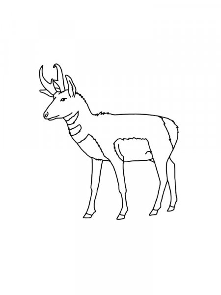 Pronghorn coloring pages