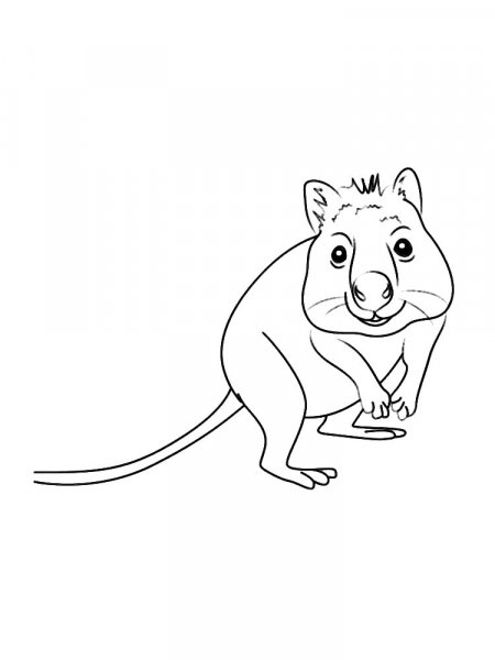 Quokka coloring pages