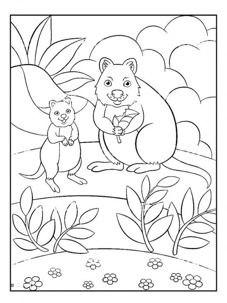 Quokka coloring pages