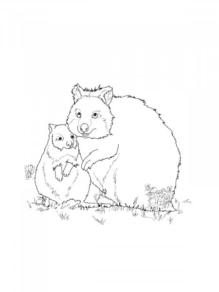 Quokka coloring pages