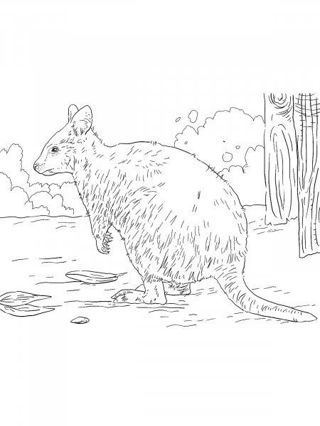 Quokka coloring pages
